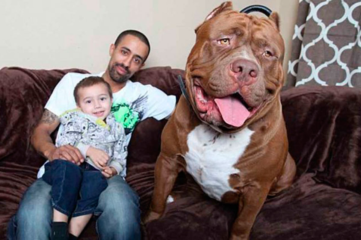Hulk, el pitbull más grande del mundo