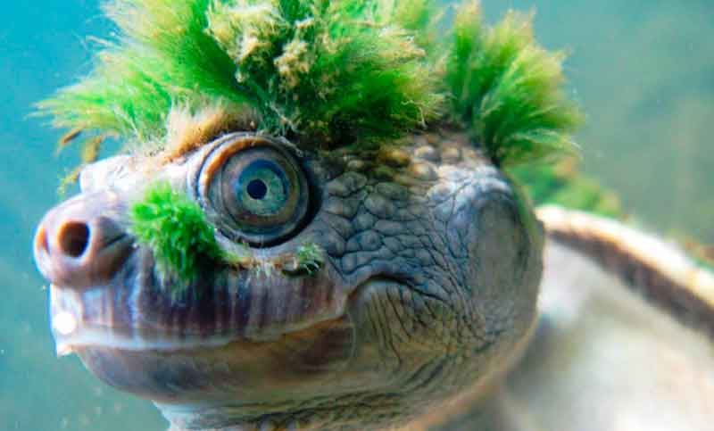 Lisa Pelo De Tortuga Las Mejores Ofertas En Accesorios Para Cabello