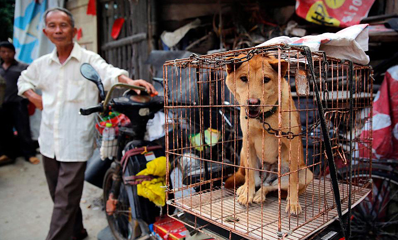 Preparan estofado de perro en el festival chino de carne canina