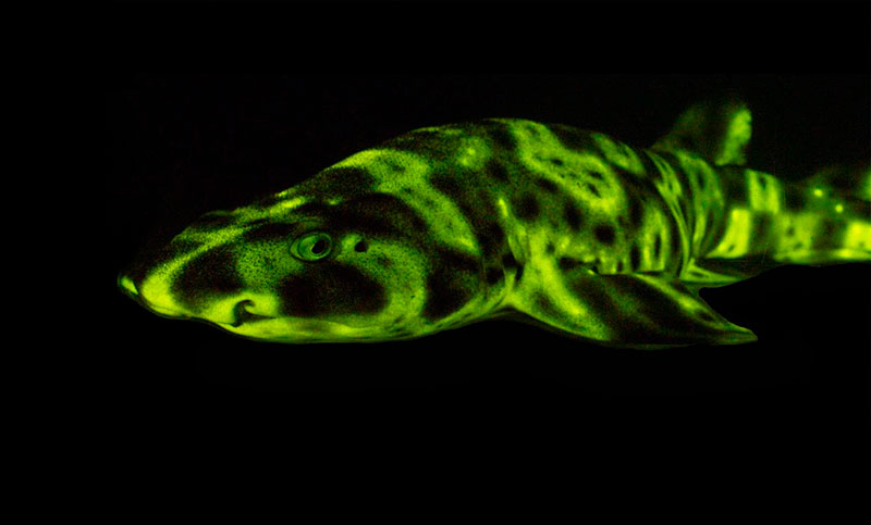 Científicos descubren el misterio de los tiburones que brillan en la ...