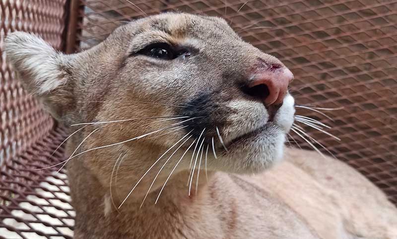 Rescataron a un puma que deambulaba por la localidad de Armstrong