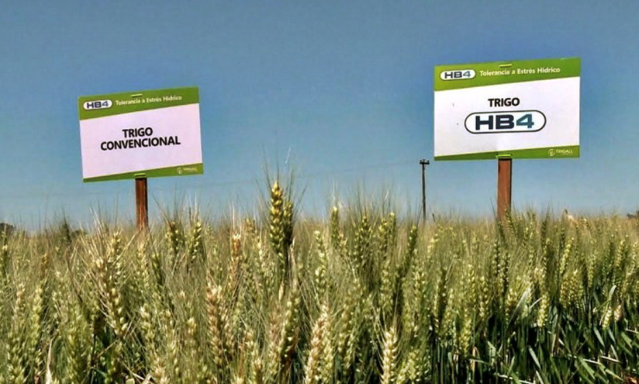Trigo HB4: consideraciones sobre tecnología alimentaria desarrollada ...