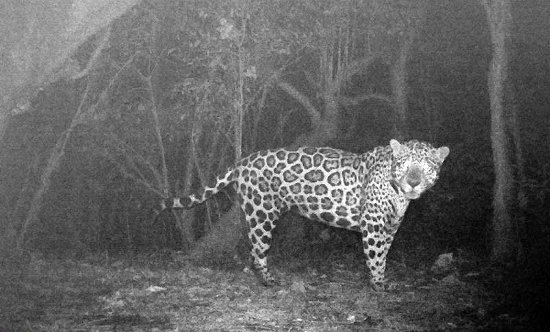 Registraron nuevamente al yaguareté Diego en el Parque Nacional Baritú