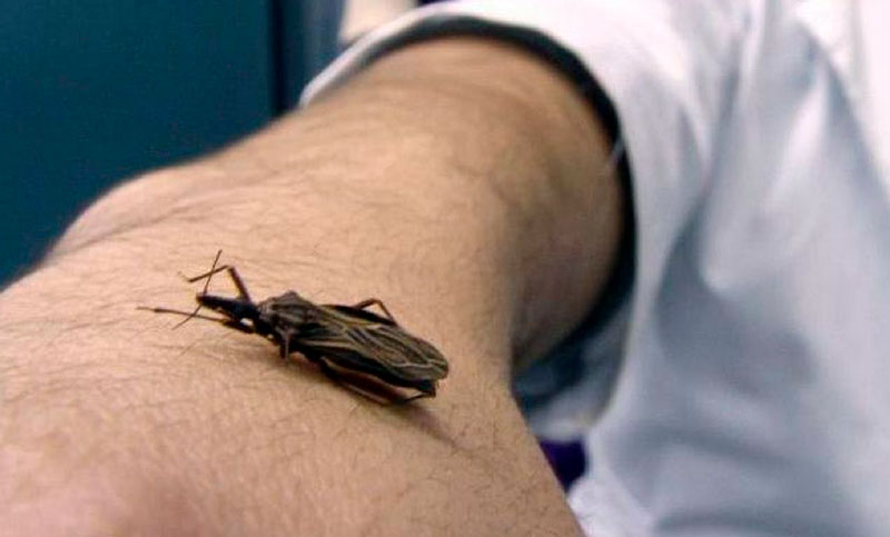 La enfermedad de Chagas mata a 10 mil personas al año en América Latina