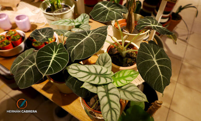 Alocasias negras y plateadas, características y cuidados para todo el año
