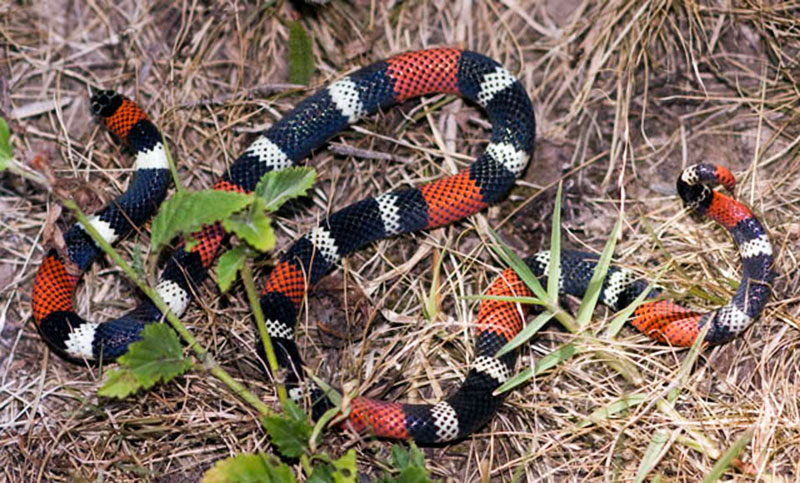 Una beba de un año esta grave tras ser mordida por una serpiente coral
